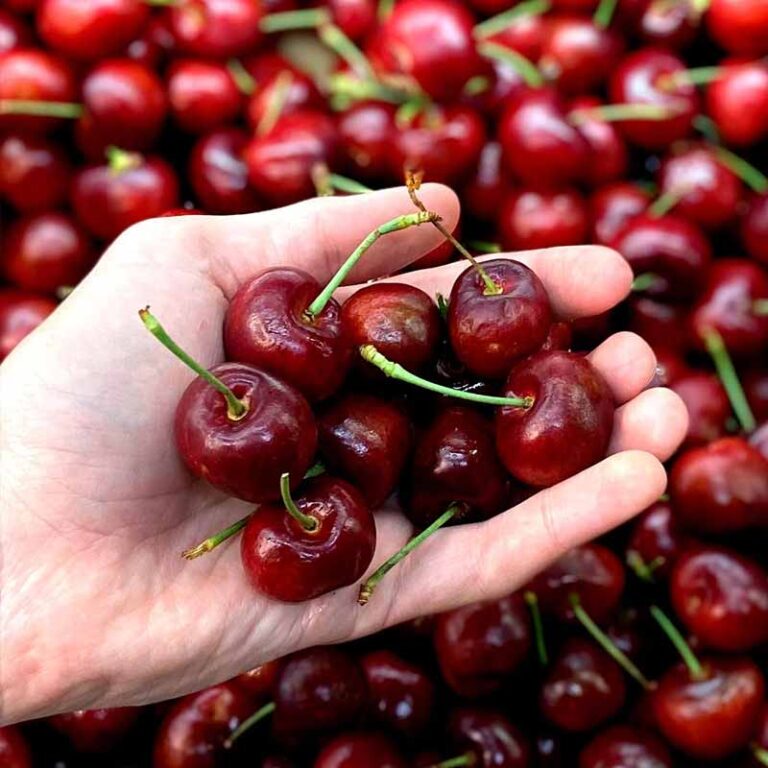 Cereja de chuchu é verdade ou mentira? O que você precisa saber antes ...